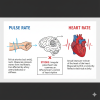 Pulse Rate vs Heart Rate: Know the Difference | CPR Columbus