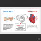 Pulse Rate vs Heart Rate: Know the Difference | CPR Columbus